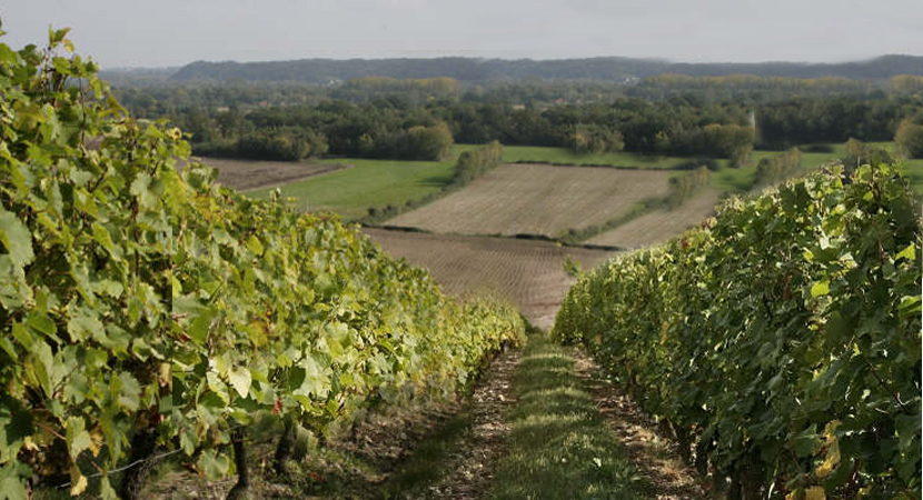 Notre domaine - Jasnières Coteaux Du Loir - La raderie Val de Loire