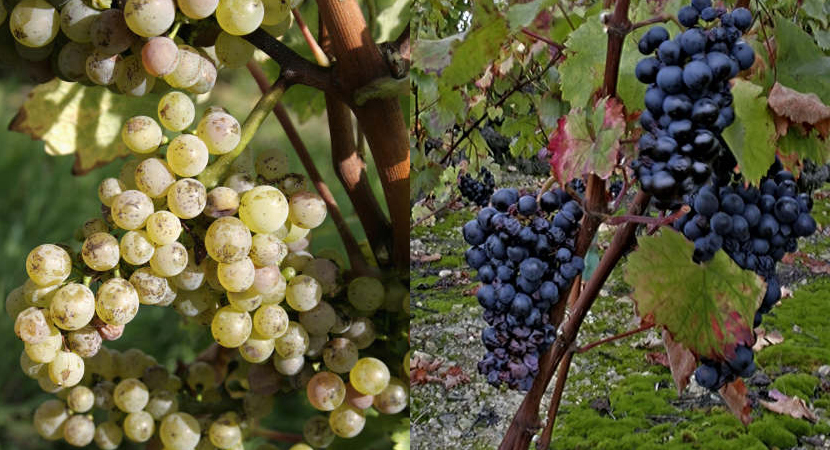 Notre domaine - Jasnières Coteaux Du Loir - La raderie Val de Loire